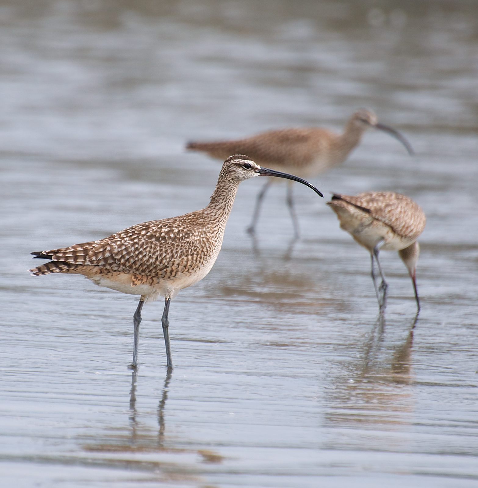 NW Bird Blog: Whimbrel